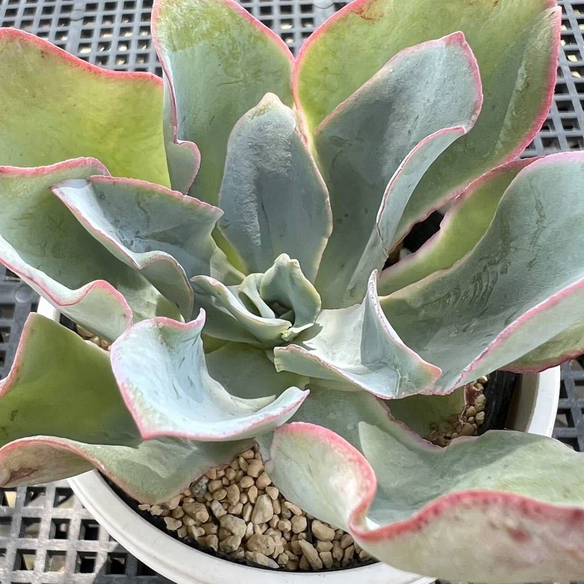 Yahoo!オークション - 多肉植物 エケベリア sp.Huautla L98/58 鉢6.5...