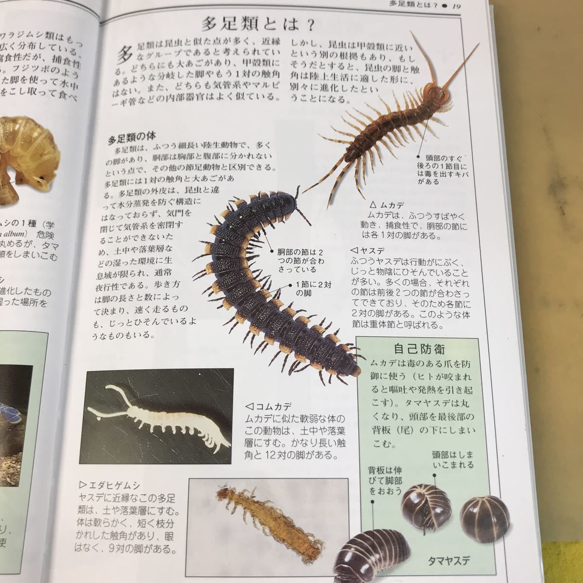 B62-139 地球自然ハンドブック 完璧版 昆虫の写真図鑑 世界の昆虫 クモ その他の虫300科 日本ヴォーグ社(昆虫)｜売買されたオークション情報、yahooの商品情報をアーカイブ公開 ...