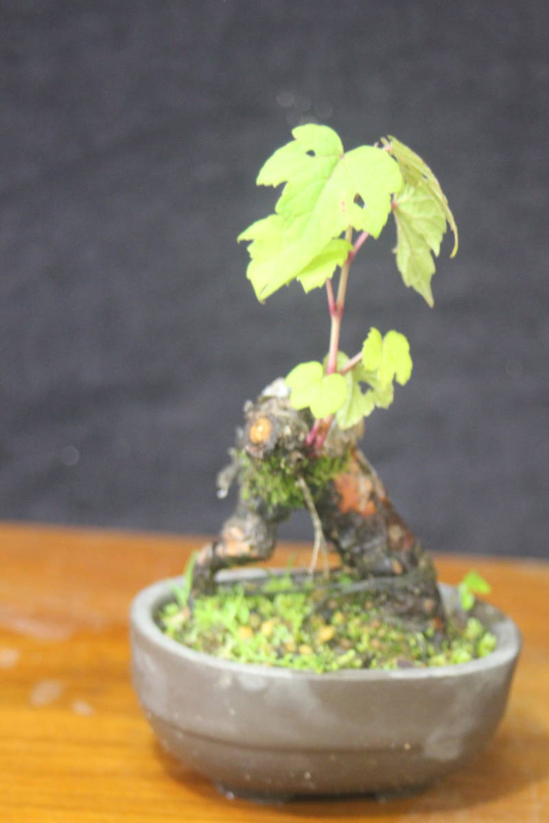 Yahoo!オークション - 野ブドウ 6027 3日以内同梱可