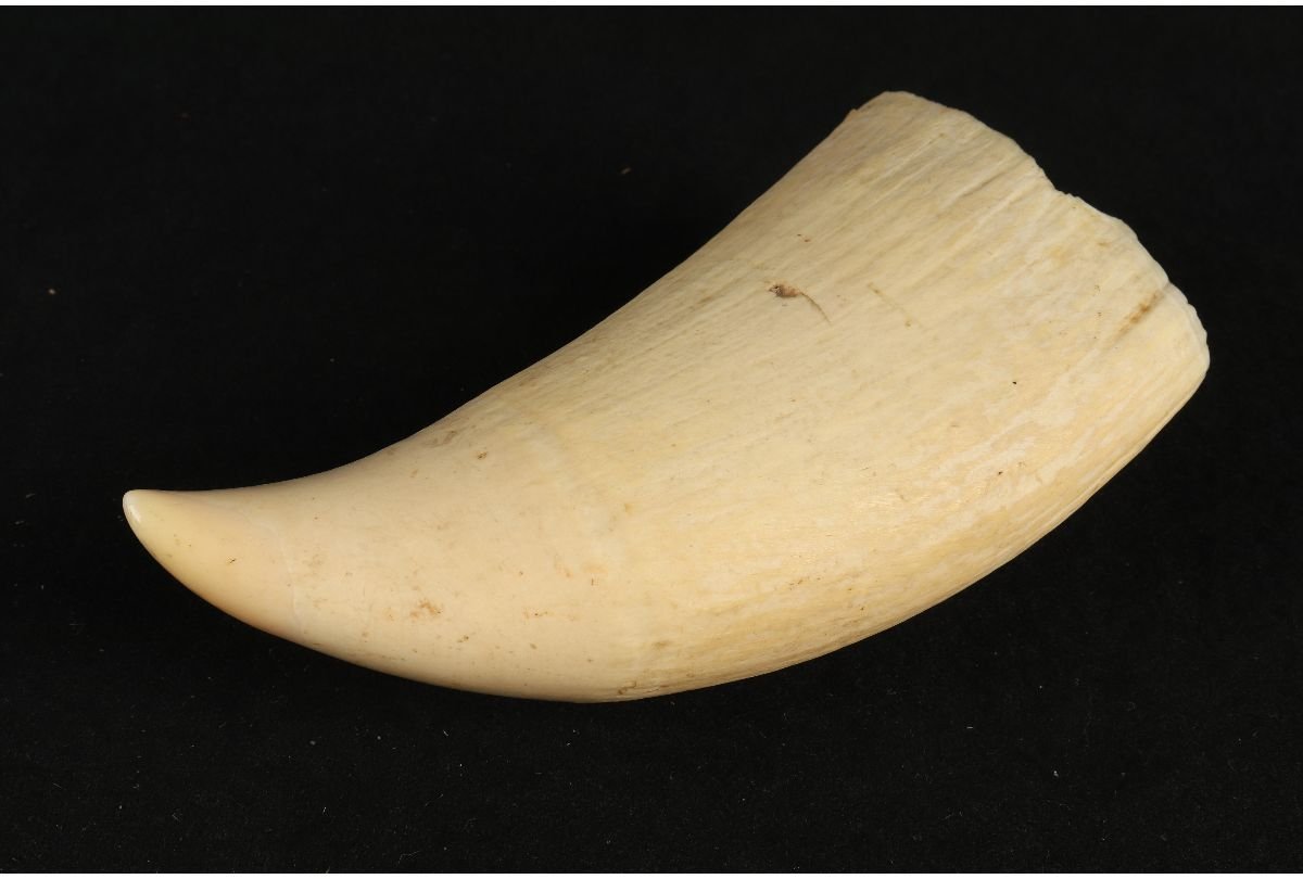 Yahoo!オークション - [URA]マッコウクジラ牙303g/共箱/10-6-07 (検索)...