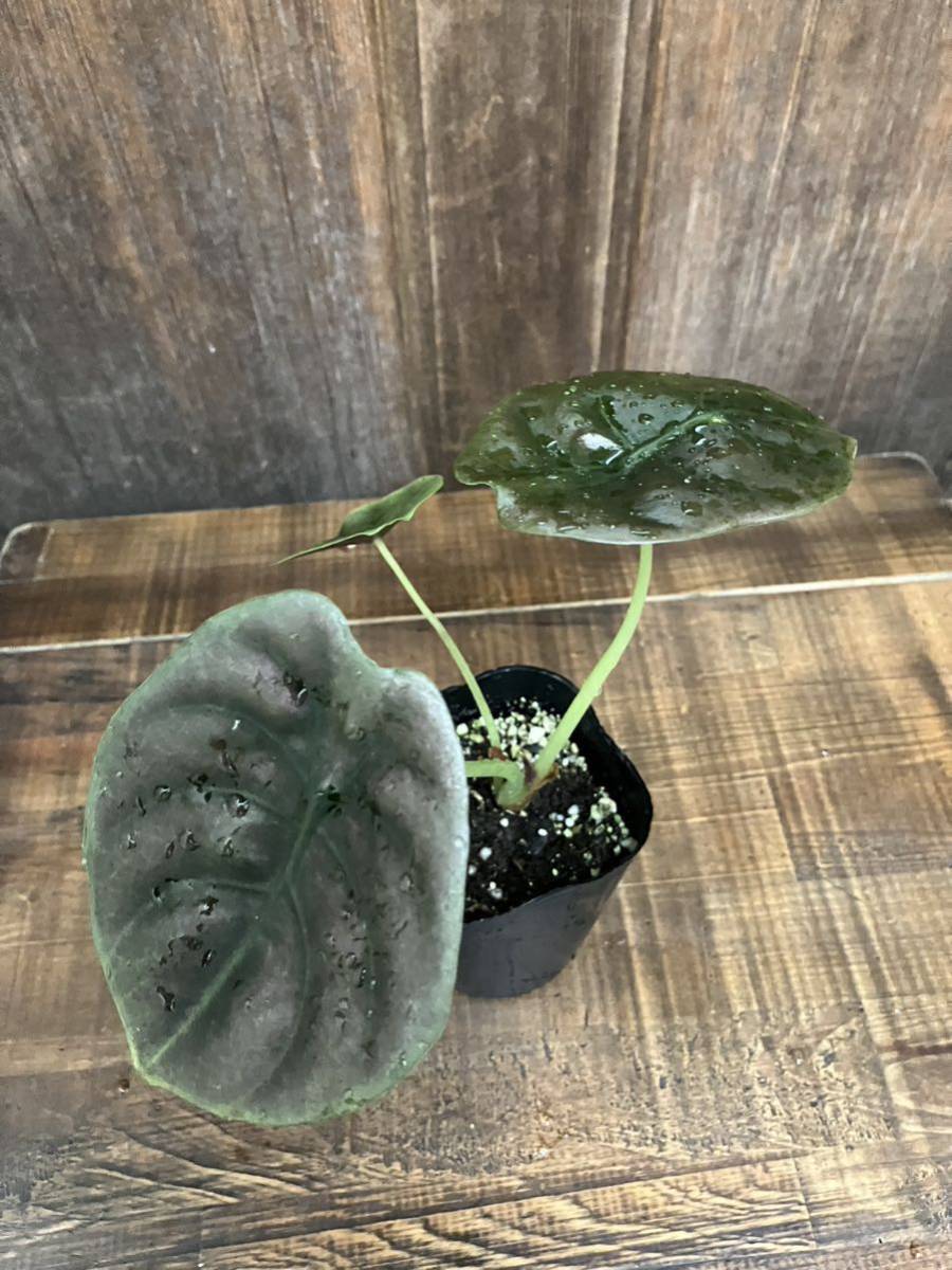 Yahoo!オークション - アロカシア クプレア ①