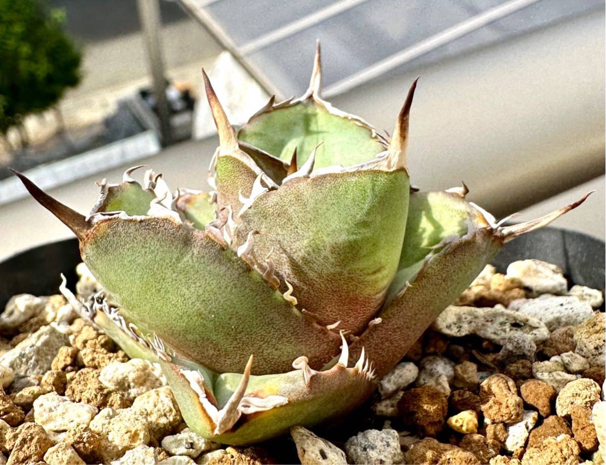 アガベ 多肉植物 チタノタ Mesmerizing Spines- AZ レア種厳選狂 アガベ 多肉植物 チタノタ Mesmerizing Spines- AZ レア種厳選狂