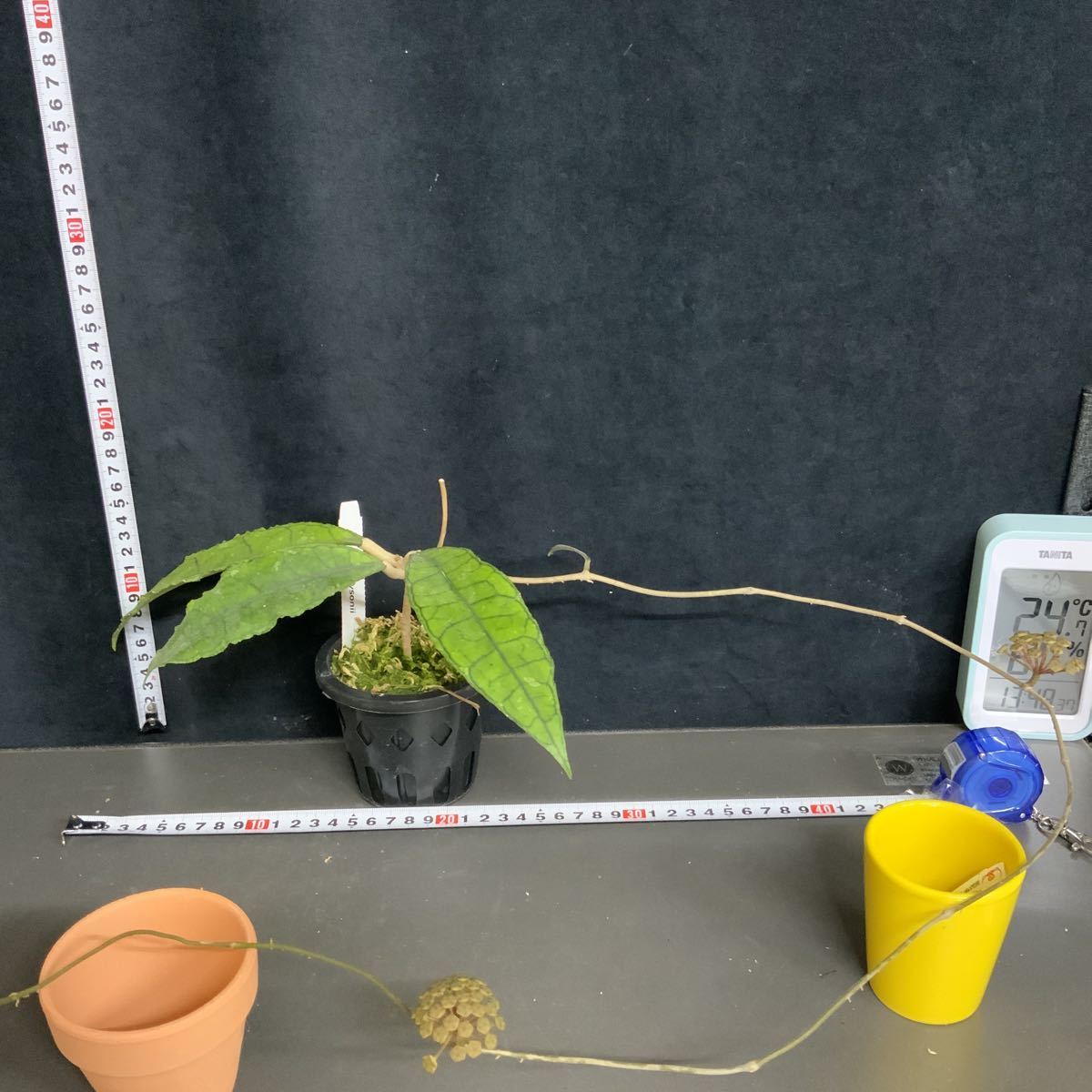 Yahoo!オークション - (^ ^)(630)ホヤ Hoya finlaysonii