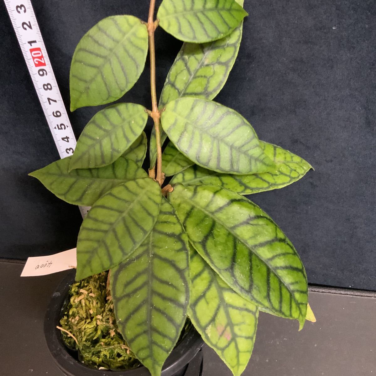 Yahoo!オークション - (^ ^)(635)ホヤ Hoya callistophylla v. kaliman...