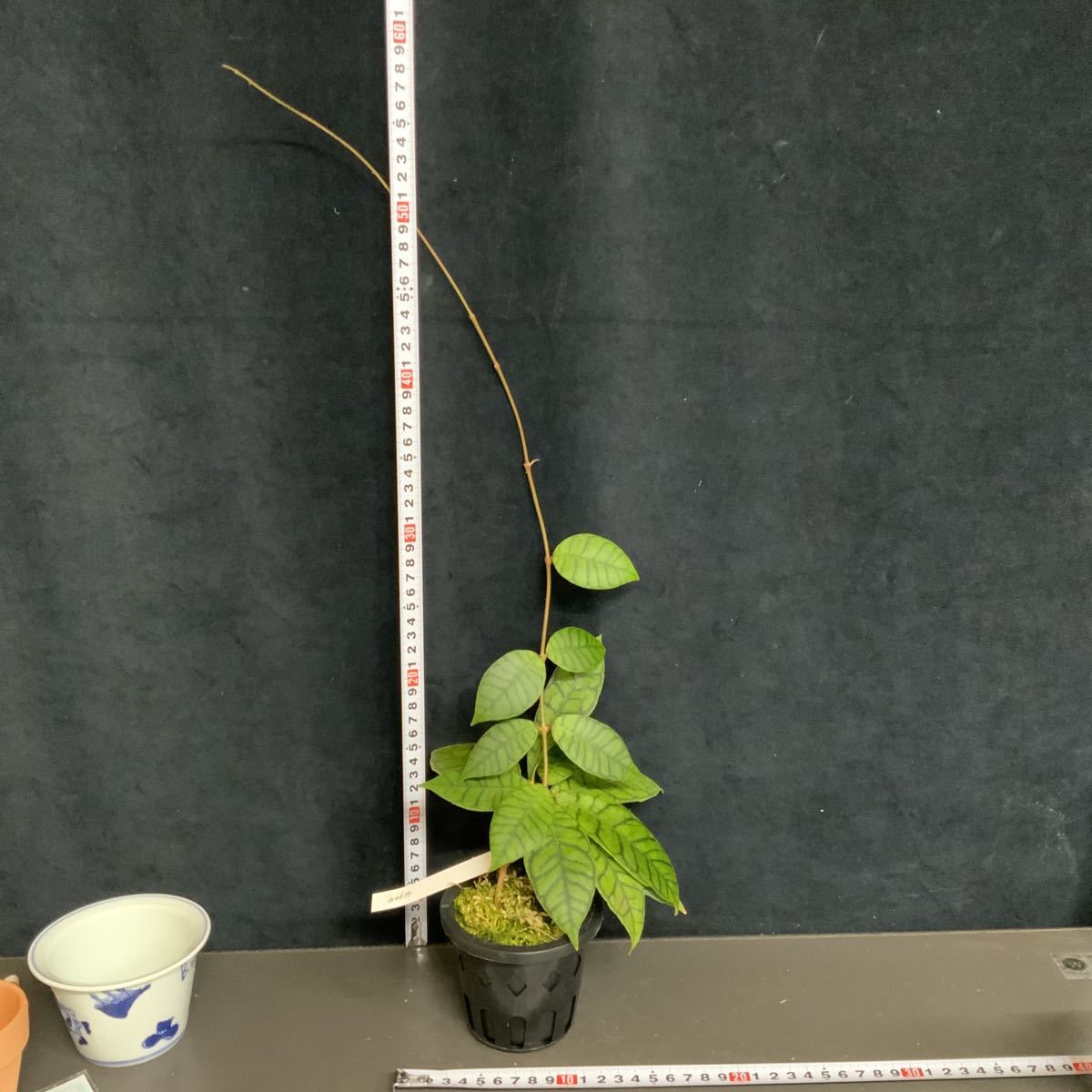 Yahoo!オークション - (^ ^)(635)ホヤ Hoya callistophylla v. kaliman...