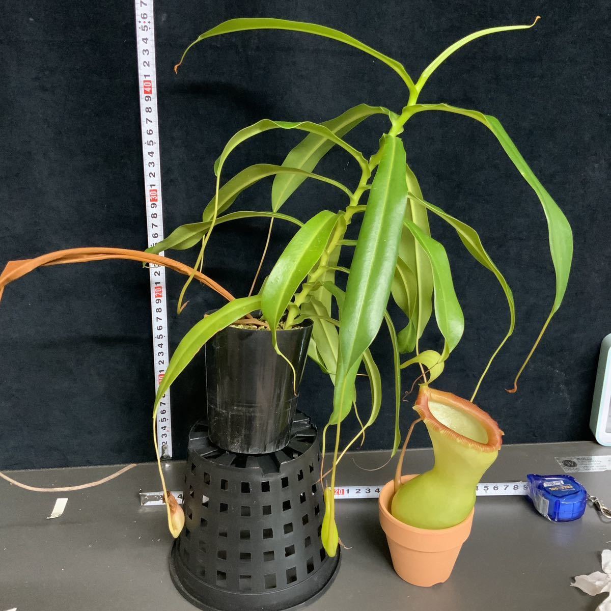 708 食虫植物 N. ventricosa ネペンテスベントリコーサ 在来系豊島(その他)｜売買されたオークション情報、yahooの商品情報をアーカイブ公開 - オークファン（aucfan.com）