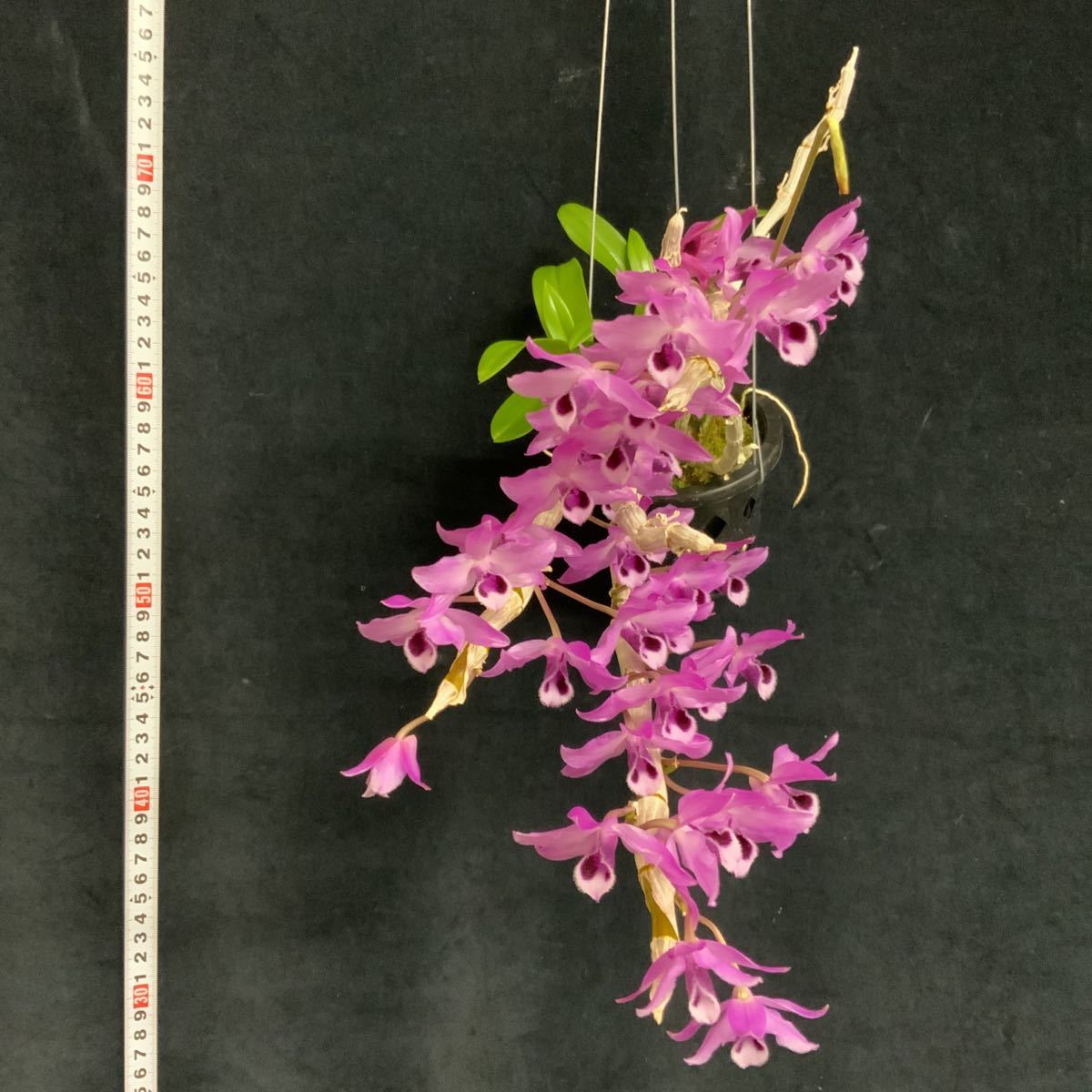 Yahoo!オークション - (^ ^)(766)洋蘭原種 Den parisii