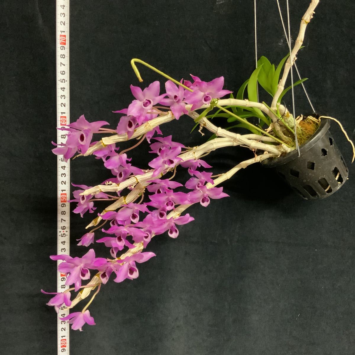 Yahoo!オークション - (^ ^)(766)洋蘭原種 Den parisii