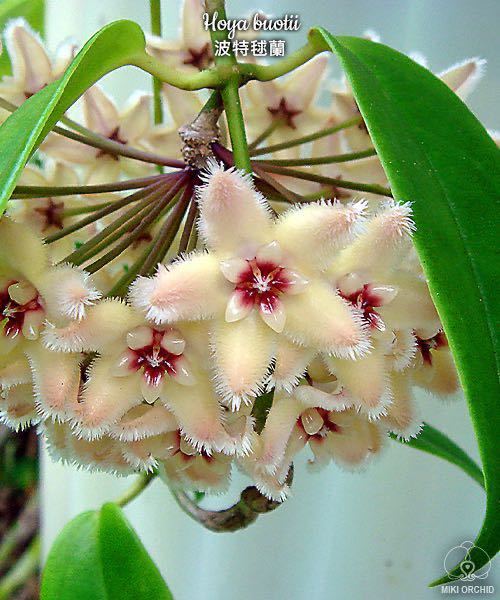 Yahoo!オークション - (^ ^)(622)ホヤ Hoya buotii 波特