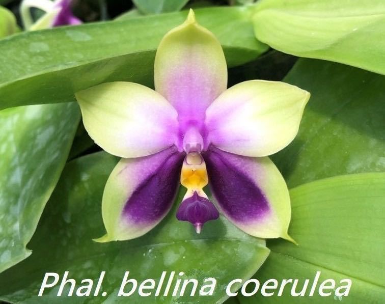645 洋蘭原種 Phal. bellina coerulea x sib ‘#12’ x ‘#13’(ラン)｜売買されたオークション情報、yahooの商品情報をアーカイブ公開 ...