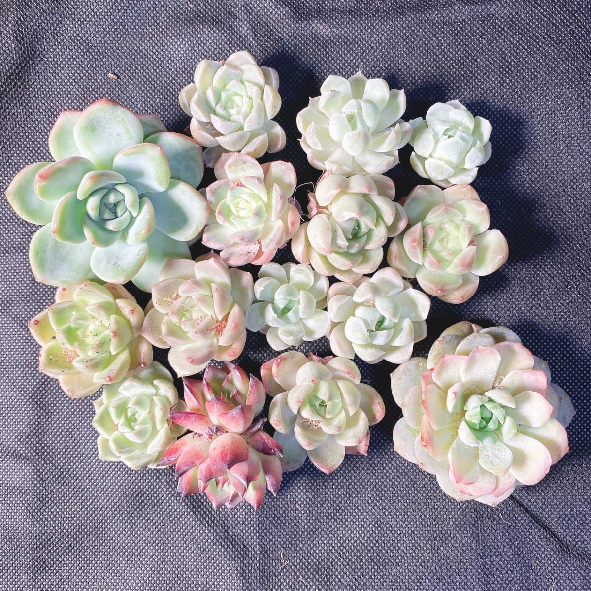 Yahoo!オークション - 0619-18.エケベリア ミックス15個セット 多肉植...