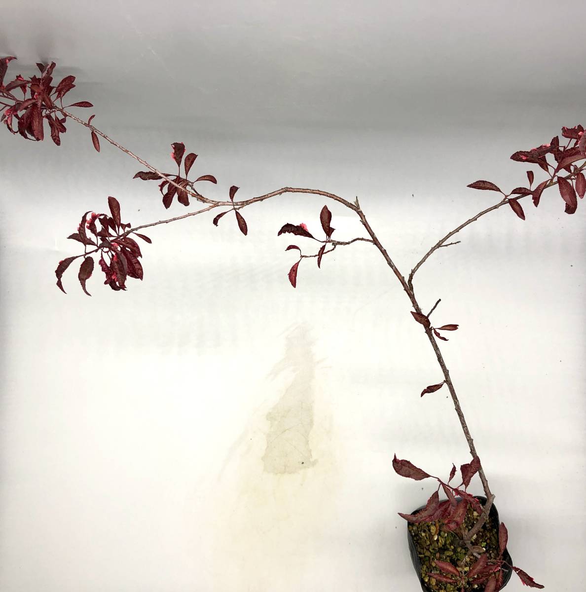 Yahoo!オークション - 0611-26 スモモ【紅葉・コンペ斑】 レアプランツ...