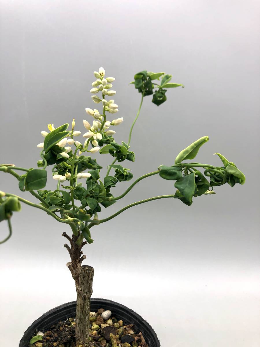 Yahoo!オークション - 0611-11 オリヅルナンテン【白実・大型】 レアプ...