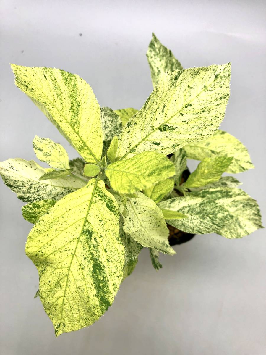 Yahoo!オークション - 0611-15 リョウブ‘ウッドランダーサラ‘ レアプ...