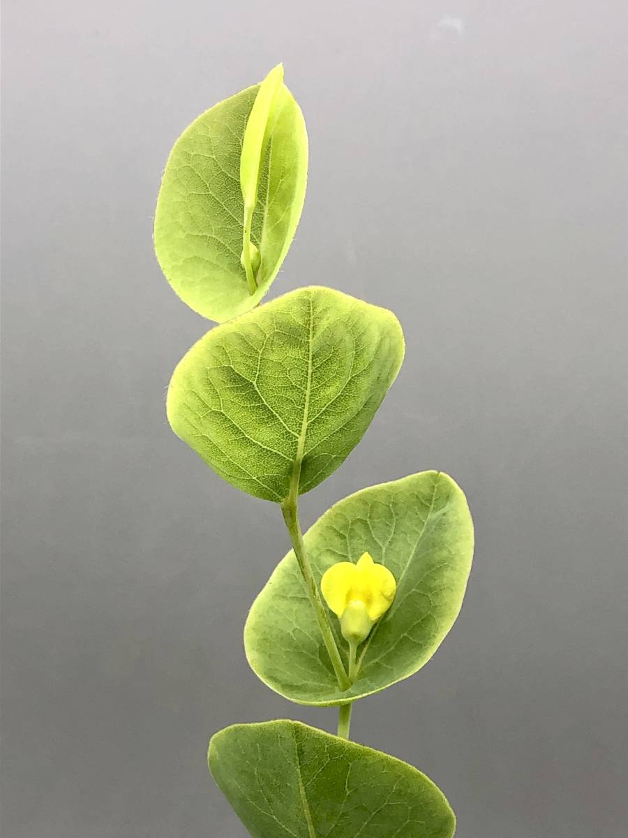 Yahoo!オークション - 0611-29 バプティシア Baptisia sp. レアプラン...