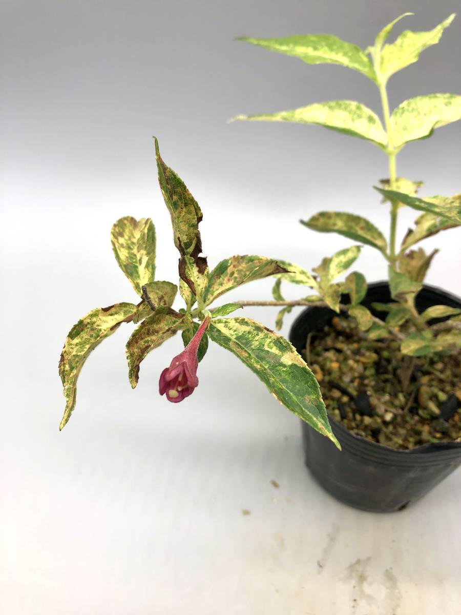 Yahoo!オークション - 0611-39 タニウツギ【野津斑・赤花】 レアプラン...