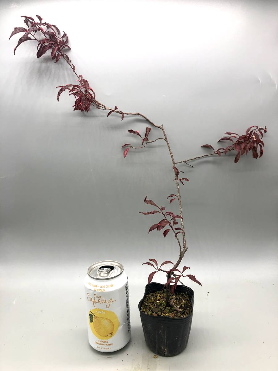 Yahoo!オークション - 0611-26 スモモ【紅葉・コンペ斑】 レアプランツ...