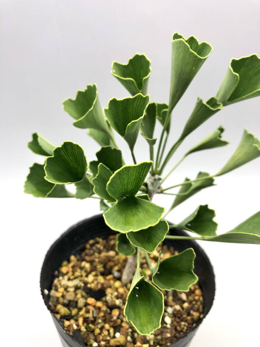 Yahoo!オークション - 0611-27 イチョウ【ラッパ葉】 レアプランツ/珍...