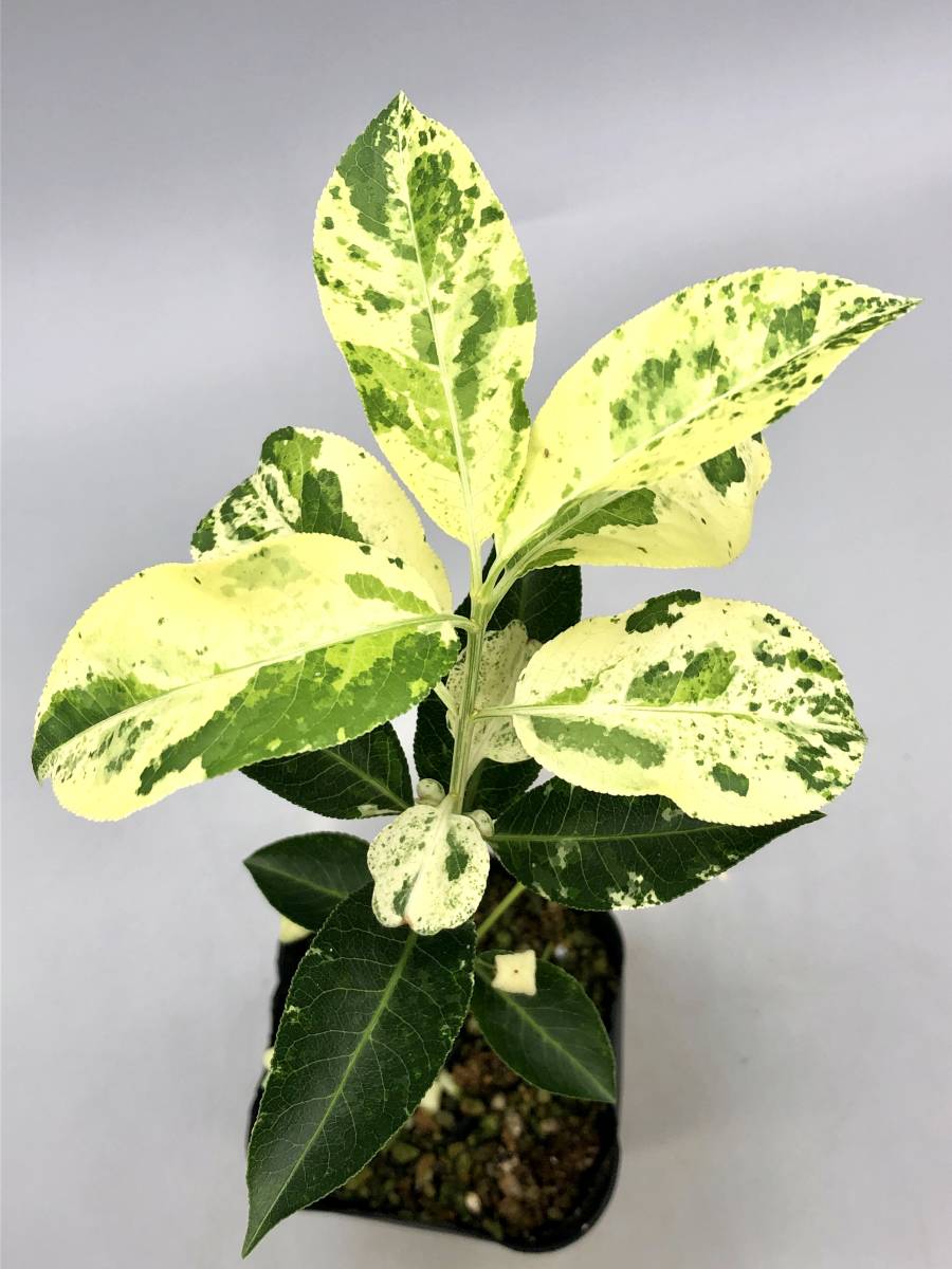 Yahoo!オークション - 0611-56 マユミ【乳白掃込斑・雌木】 レアプラン...