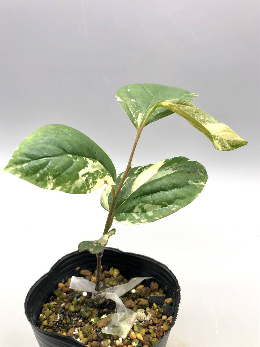 0611-56 ヤマガキ‘秋茜‘ レアプランツ/珍しい植物/山野草/古典園芸/盆栽/庭木/花樹/斑入り/果樹(花)｜売買されたオークション情報、yahooの商品情報をアーカイブ公開 ...