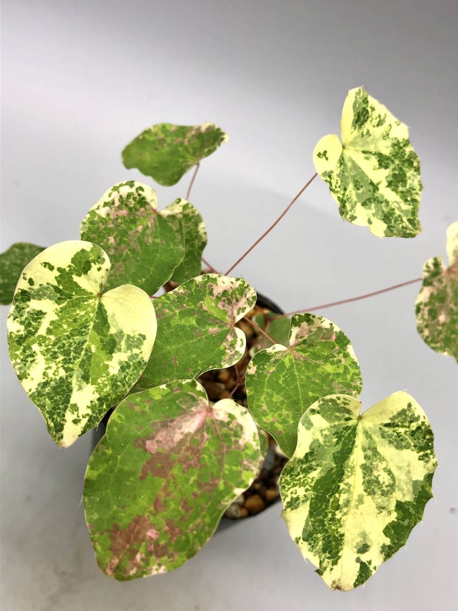 Yahoo!オークション - 0611-83 クモイイカリソウ【白宝】 レアプランツ...