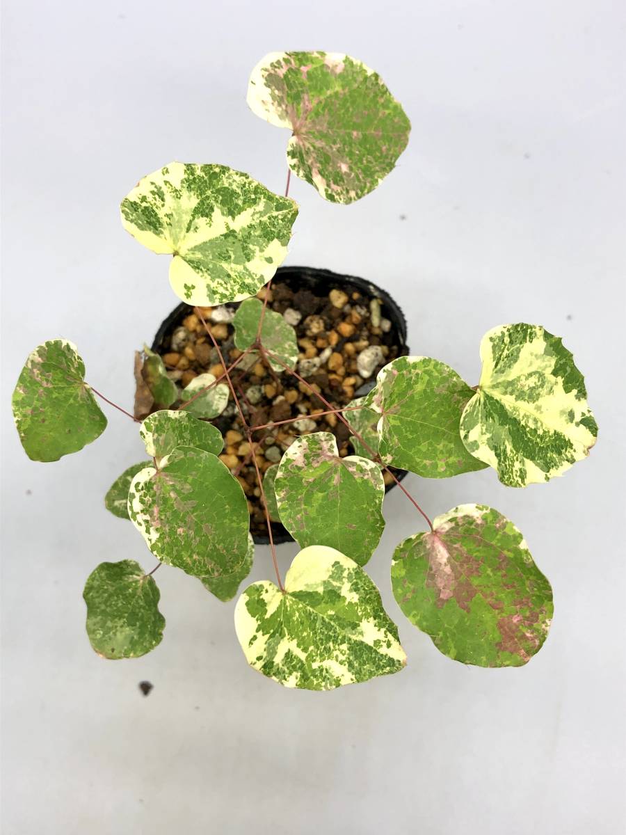 Yahoo!オークション - 0611-83 クモイイカリソウ【白宝】 レアプランツ...