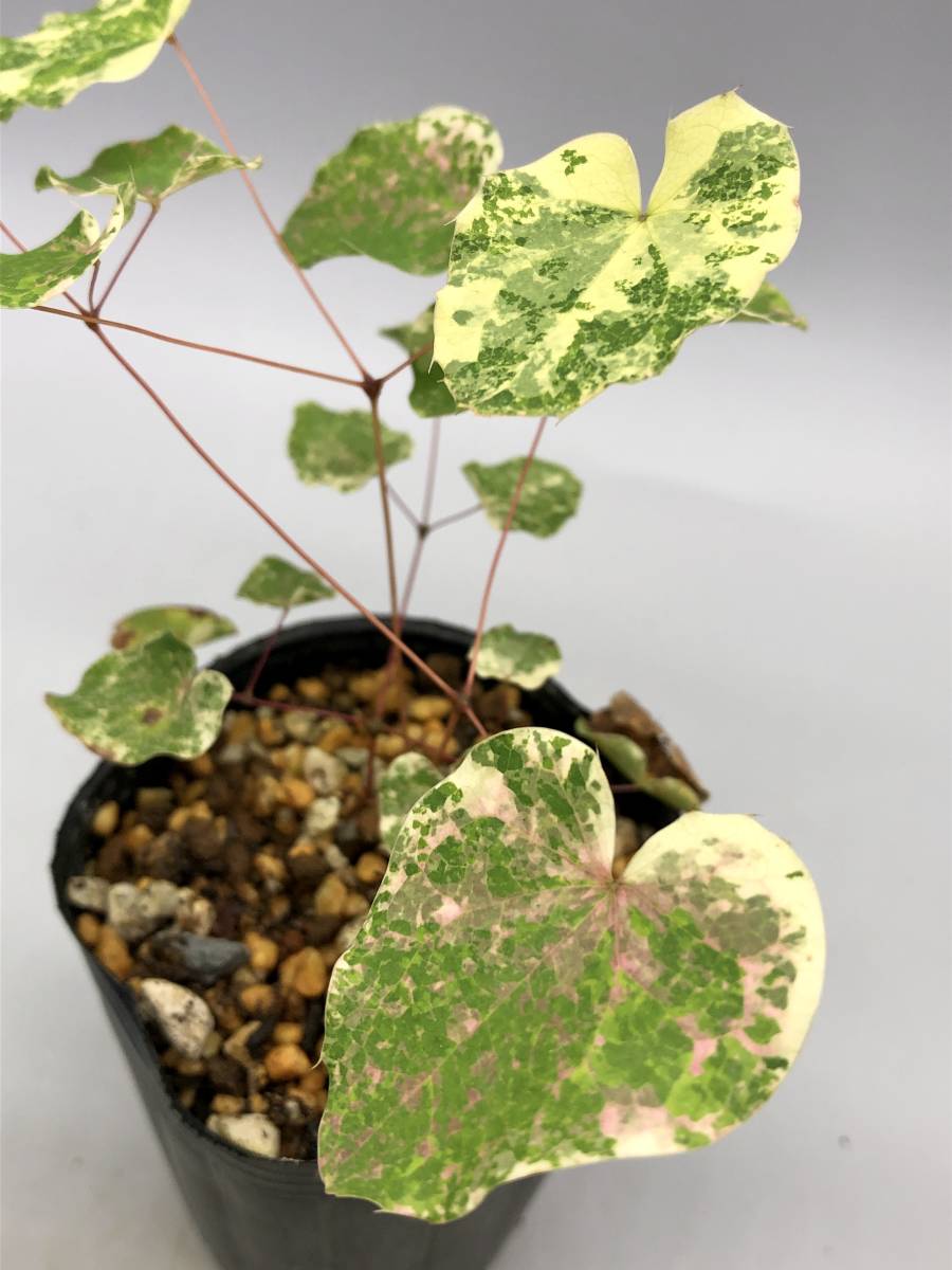 0611-83 クモイイカリソウ 白宝 レアプランツ/珍しい植物/山野草/古典園芸/盆栽/庭木/イカリソウ(その他)｜売買されたオークション情報、yahooの商品情報をアーカイブ公開 ...