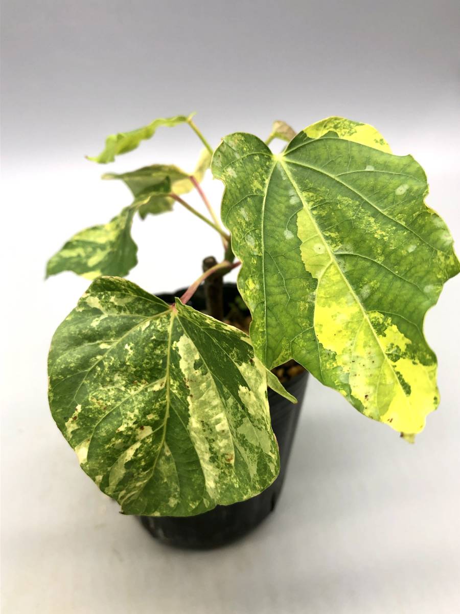 0618-09 アブラギリ 斑入 レアプランツ/珍しい植物/山野草/古典園芸/盆栽/庭木/斑入り(花)｜売買されたオークション情報、yahooの商品情報をアーカイブ公開 - オークファン ...