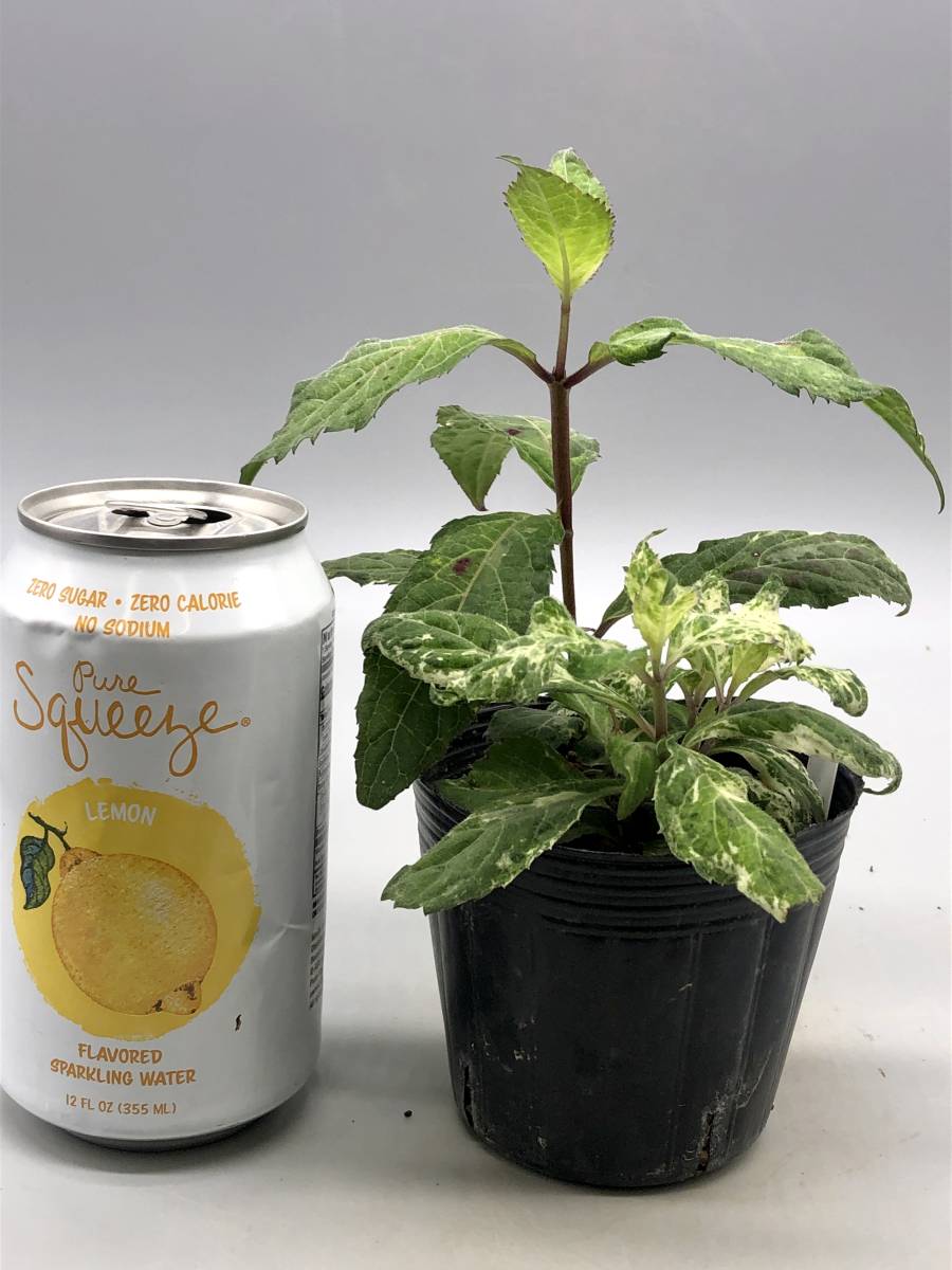 Yahoo!オークション - 0611-89 ヤマアジサイ ‘いの錦‘【上柄】 レア...