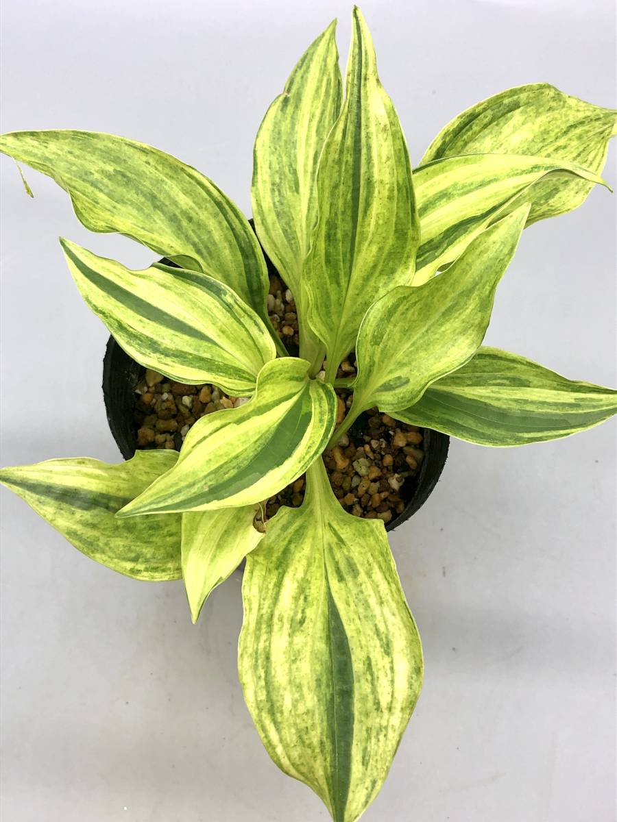 Yahoo!オークション - 0618-21 オオバギボウシ‘管平‘【2芽】レアプラ...