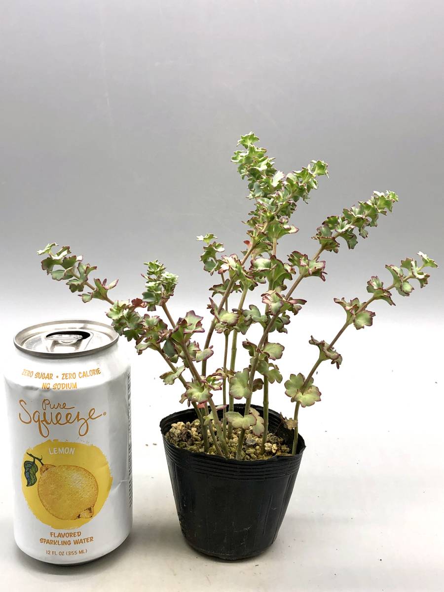 Yahoo!オークション - 0611-87 ミセバヤ‘寒霞渓獅子 レアプランツ/珍...