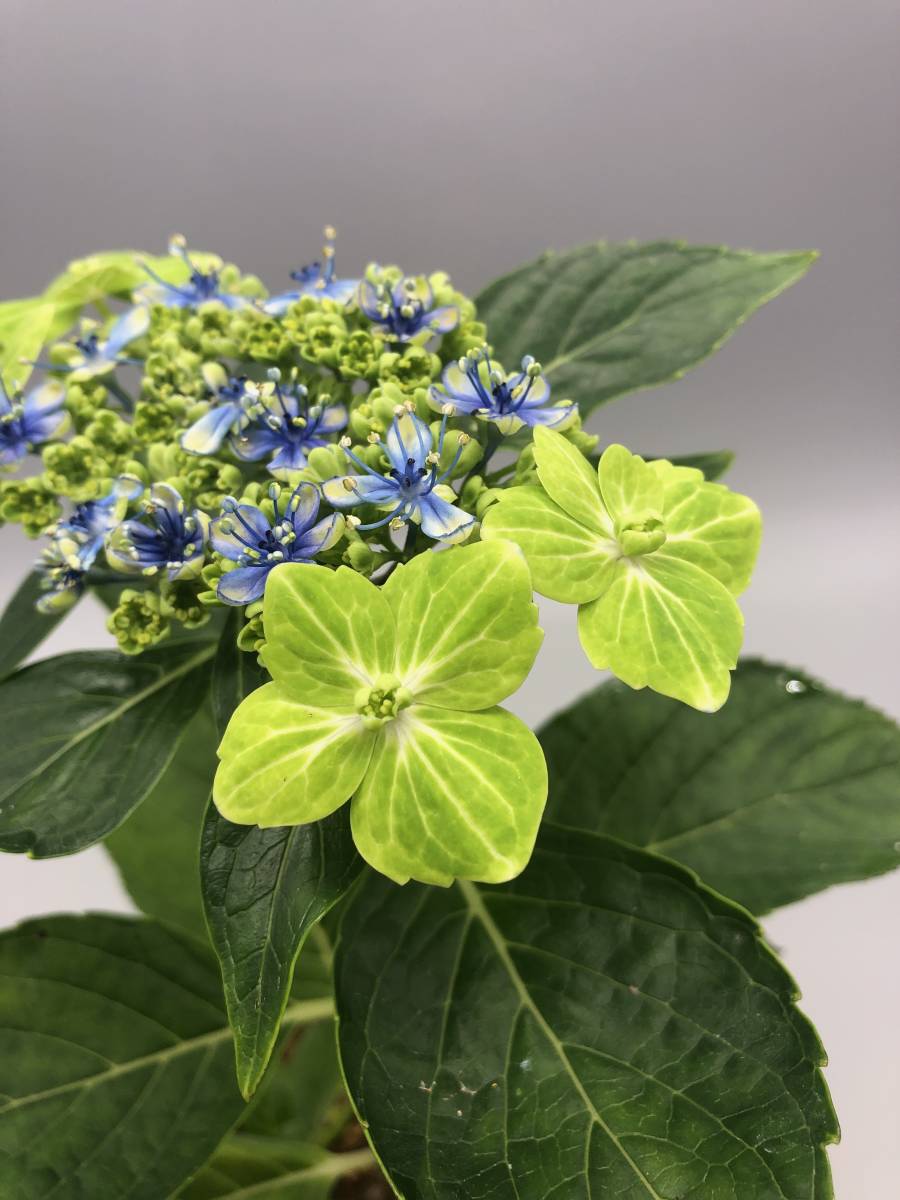 Yahoo!オークション - 0618-31 アジサイ’大島緑花‘ レアプランツ/珍...