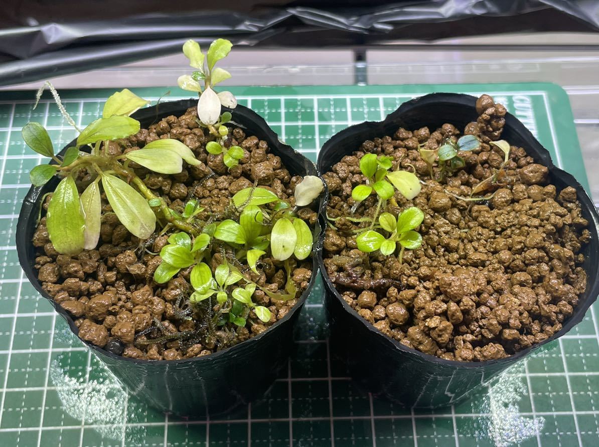 Yahoo!オークション - ブセファランドラ sp2ポット