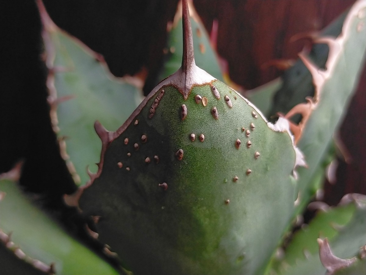 Yahoo!オークション - Fo222 キズあり 多肉植物 アガベ 発根済み ロウ...