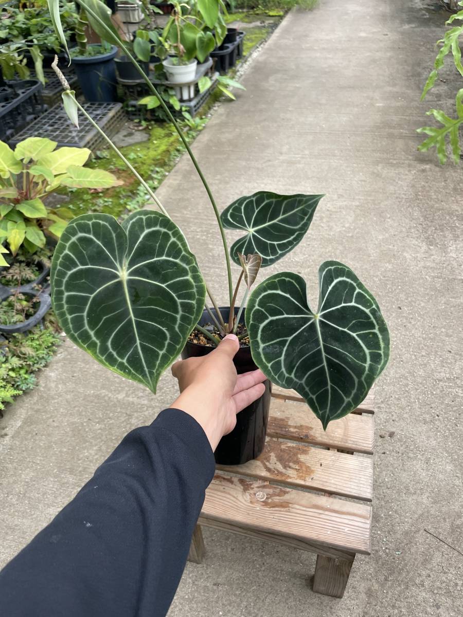 Yahoo!オークション - アンスリウム・クラリネルビウム Anthurium Clar...