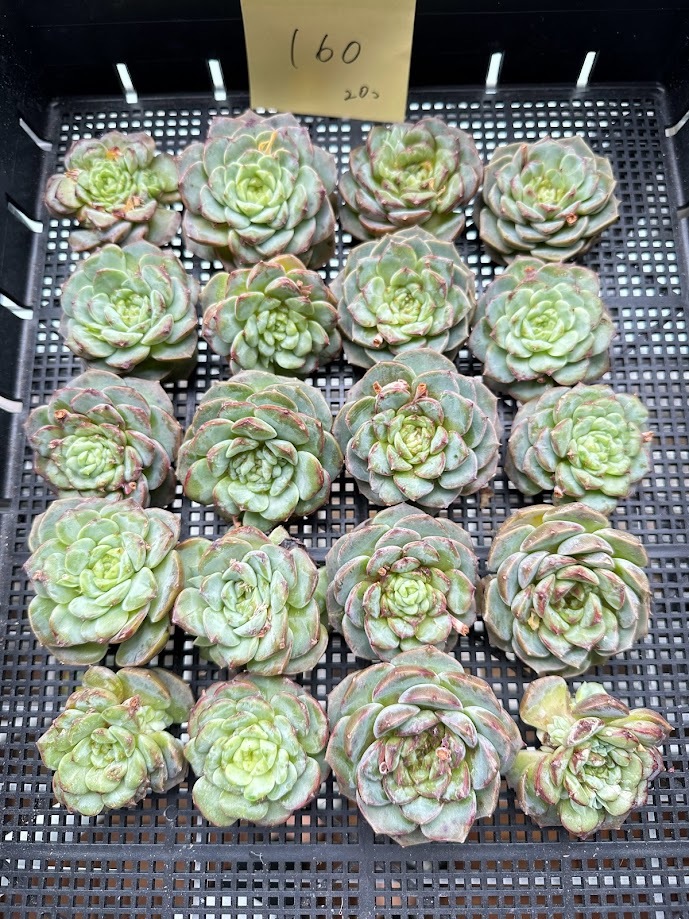 Yahoo!オークション - 0523K-H-0592-160 レッドベルベット20個 多肉植...