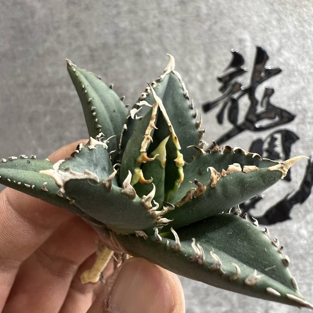 Yahoo!オークション - 【龍園觀】①No.A159 特選 アガベ 多肉植物 チタ...