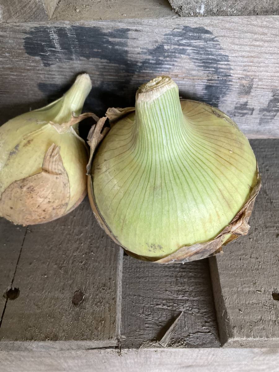 Yahoo!オークション - プチ訳あり南あわじ産玉ねぎ混合20K以上