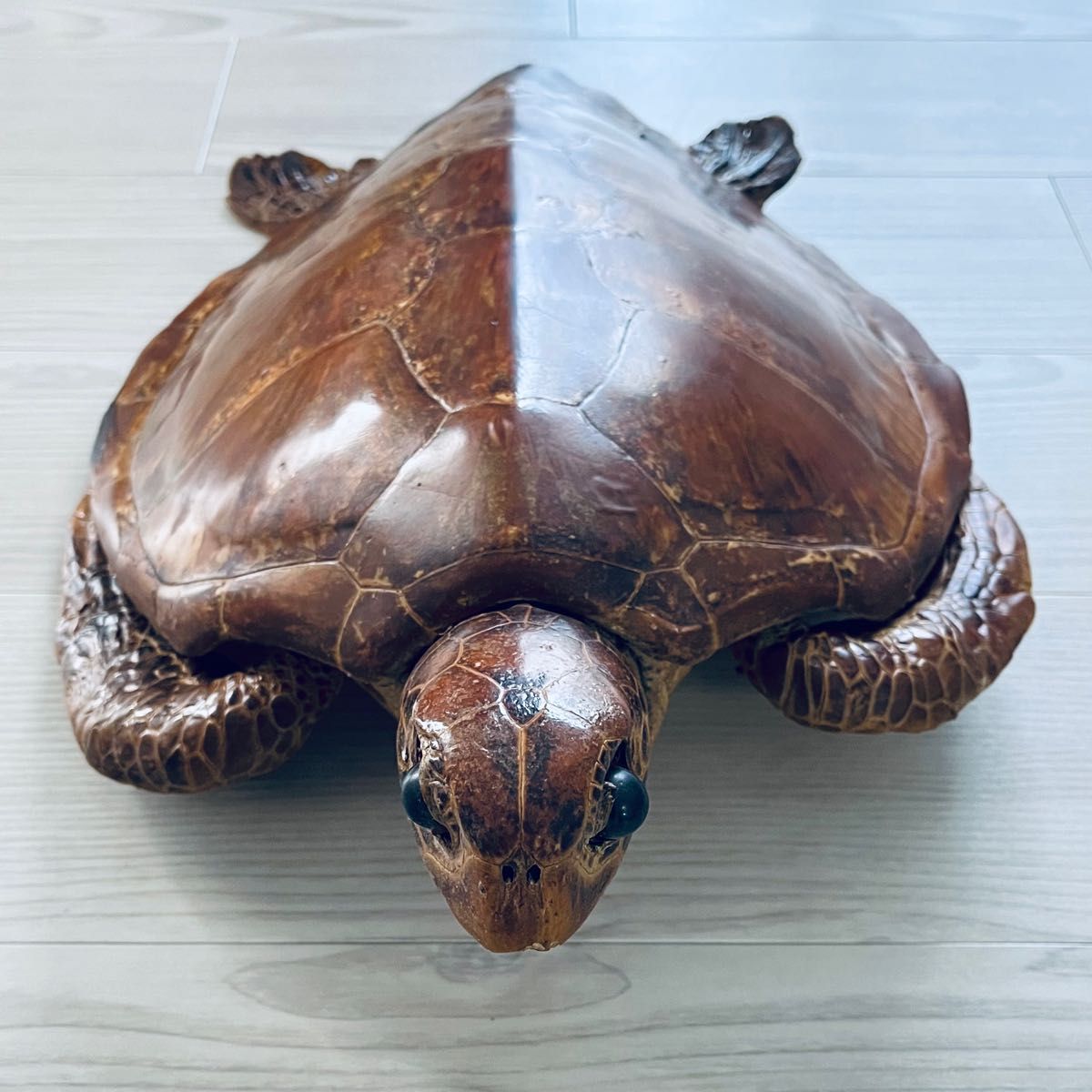 アオウミガメ カメ 亀 剥製 壁掛け 置物 オブジェ 約83cm アオウミガメ カメ 亀 剥製 壁掛け 置物 オブジェ 約83cm