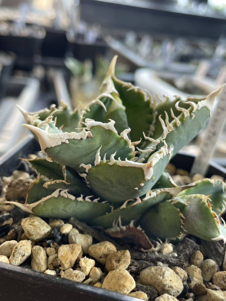 CJ産子株 CJ Special アガベ チタノタ mr.kusamura(アガベ)｜売買されたオークション情報、yahooの商品情報をアーカイブ公開 - オークファン（aucfan.com）