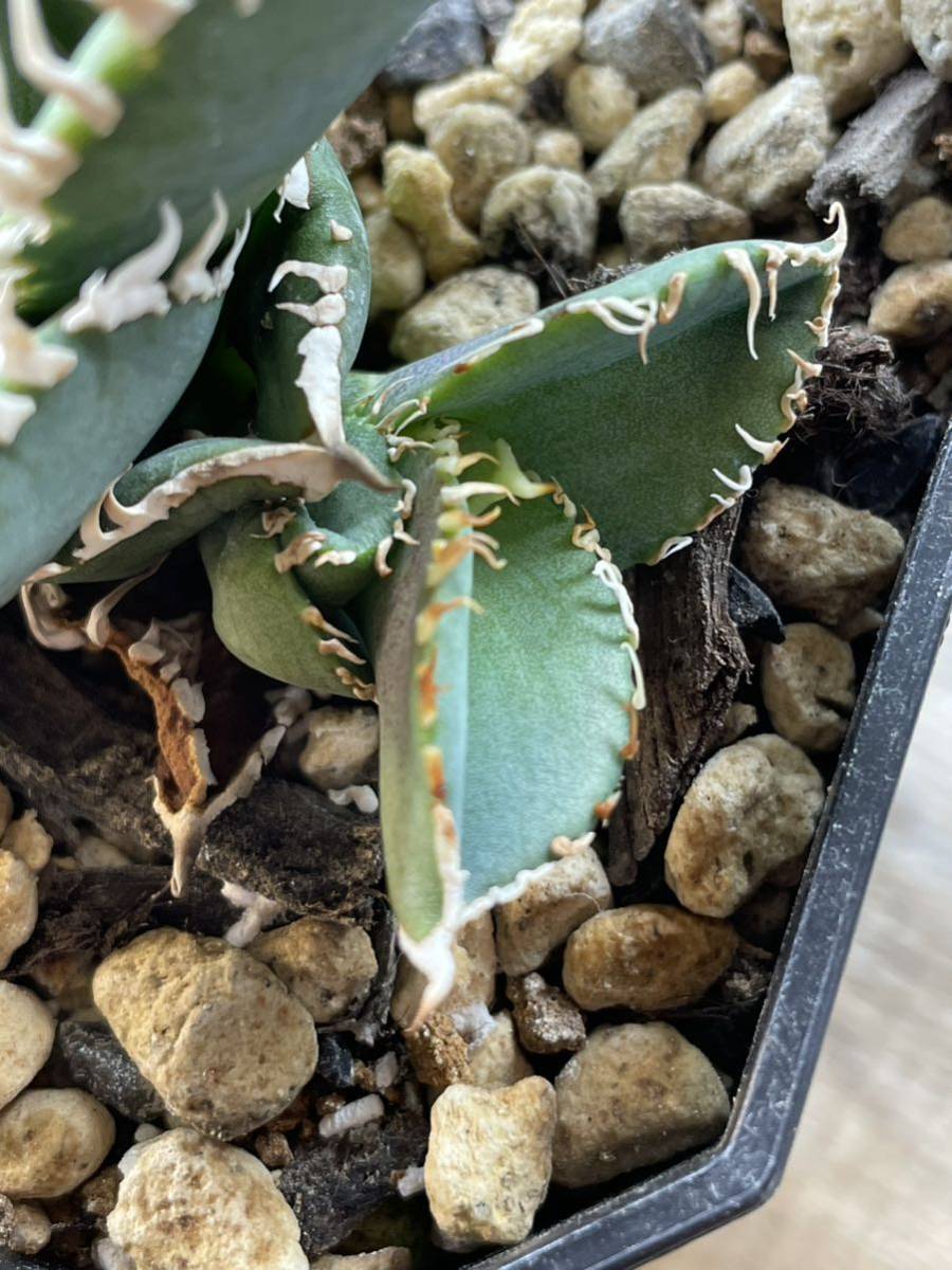 CJ産子株 CJ Special アガベ チタノタ mr.kusamura(アガベ)｜売買されたオークション情報、yahooの商品情報をアーカイブ公開 - オークファン（aucfan.com）