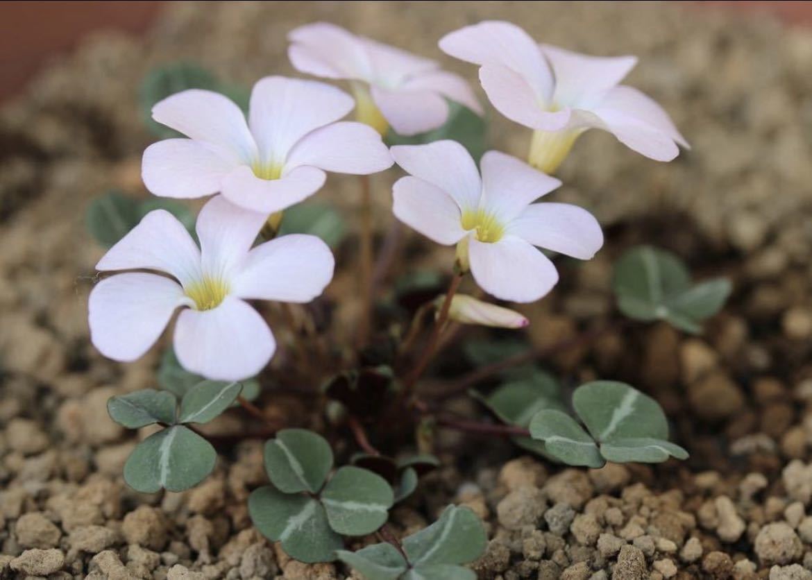 Yahoo!オークション - Oxalis sp.Namibia 球根 厚地の葉にホワイトライ...