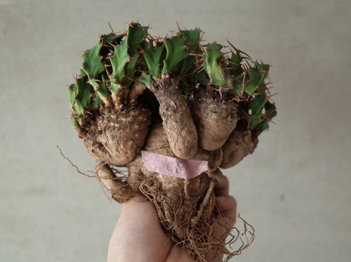 代購代標第一品牌－樂淘letao－C8 ユーフォルビア クラビゲラ 現地発根 検】コーデックス ベアルート グラキリス パキプス 塊根