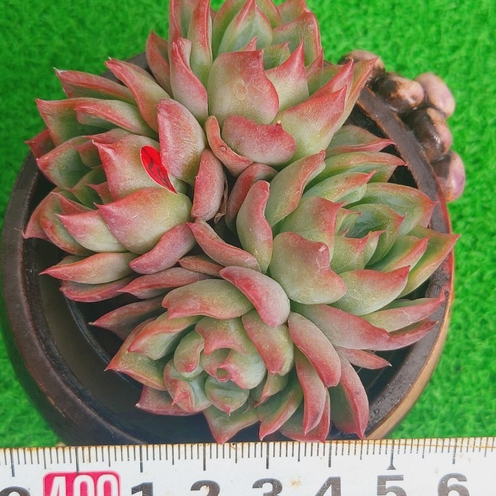 Yahoo!オークション - 0624-R467 Hwaga エケベリア 多肉植物 韓国苗