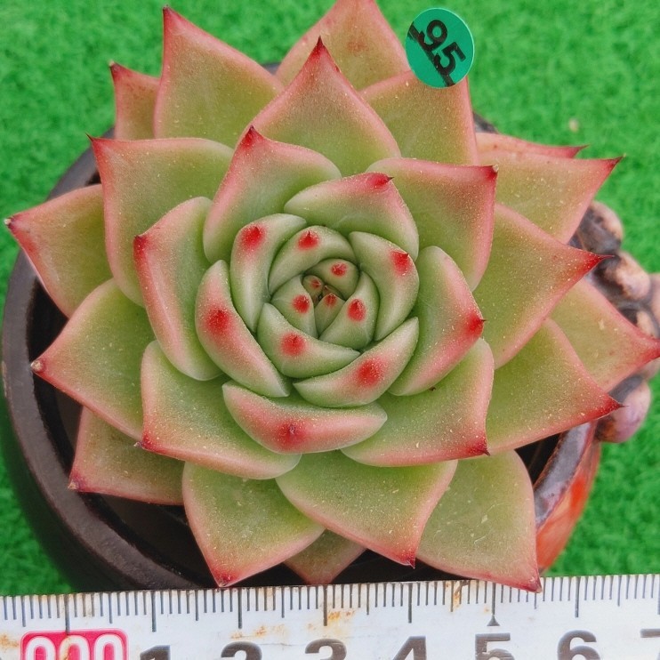 Yahoo!オークション - 0606-G195 Flora エケベリア 多肉植物 韓国苗