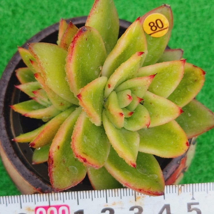 Yahoo!オークション - 0615-O280 黄色いマリア(錦) エケベリア 多肉植...