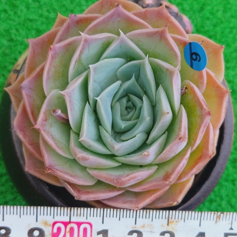 Yahoo!オークション - 0620-B006 シムランス エケベリア 多肉植物 韓国...