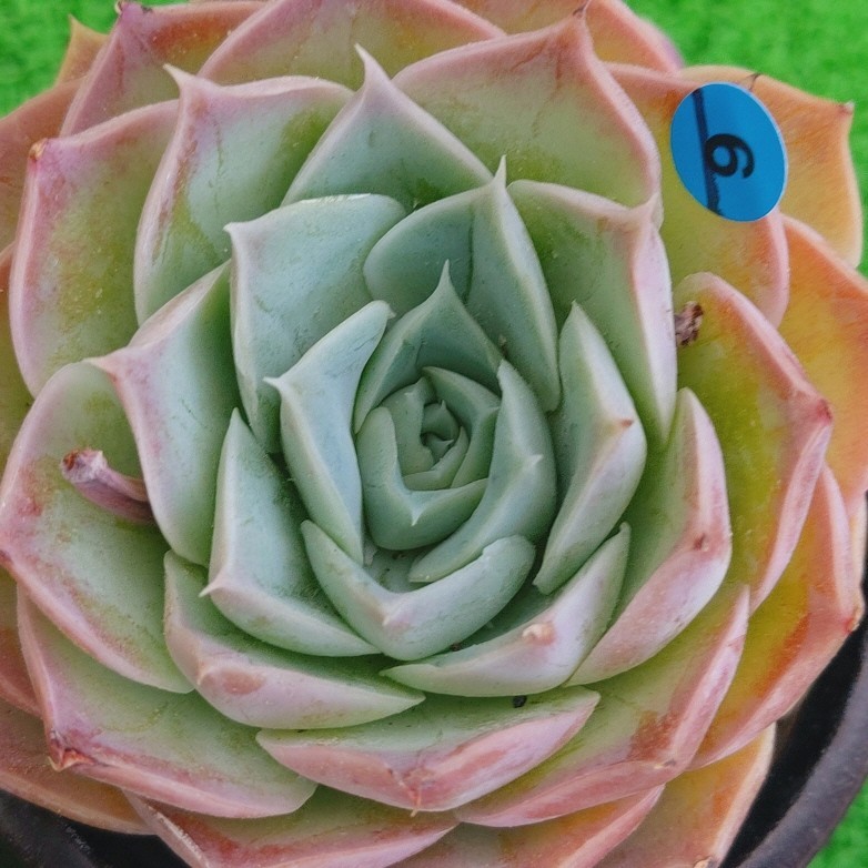 Yahoo!オークション - 0620-B006 シムランス エケベリア 多肉植物 韓国...