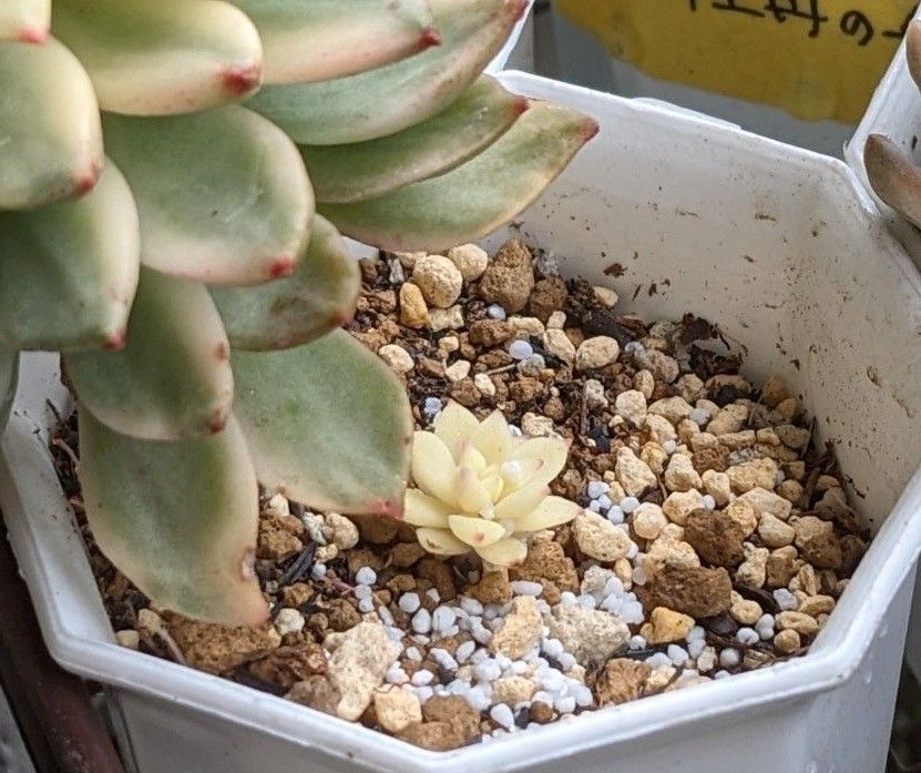 多肉植物 グリーンエメラルド錦|Yahoo!フリマ(旧PayPayフリマ) 多肉植物 グリーンエメラルド錦|Yahoo!フリマ(旧PayPayフリマ)