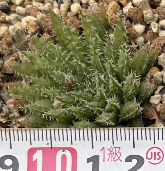 Yahoo!オークション - ハオルチア Haworthia maraisii var.notabilis J...